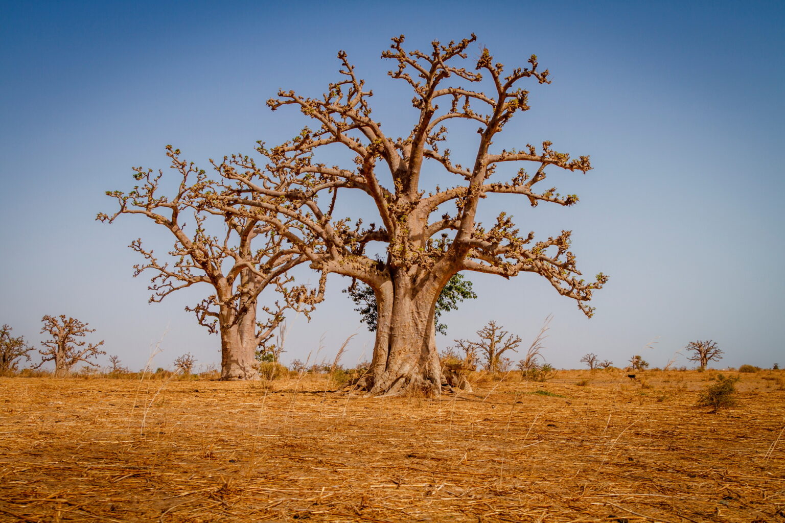 10 Extraordinary Trees You Absolutely Must See - Boundless Tour